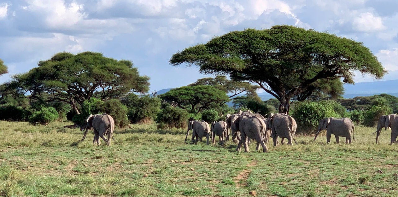 Kenya Bush, Beach and City Tour 12 Days - Sindio Tours & Events
